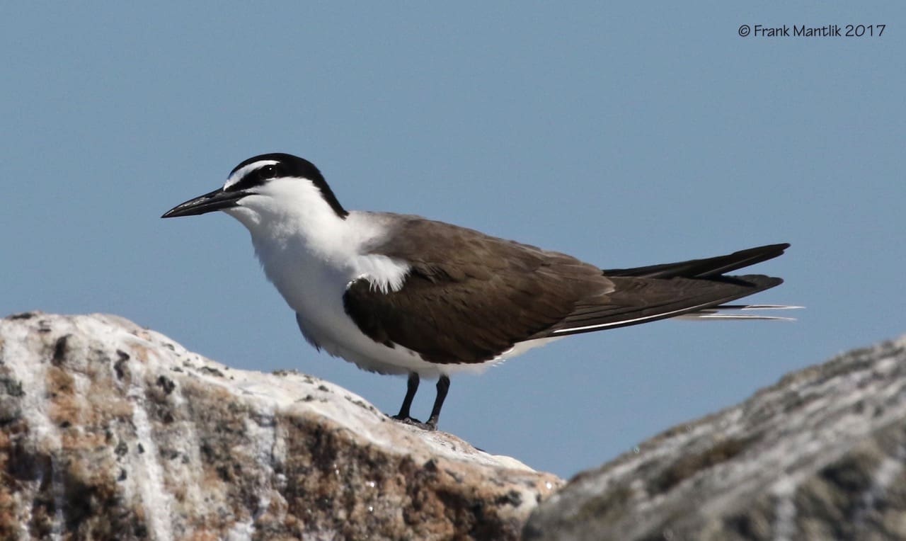 Bridled Tern - Connecticut Ornithological Association | COA