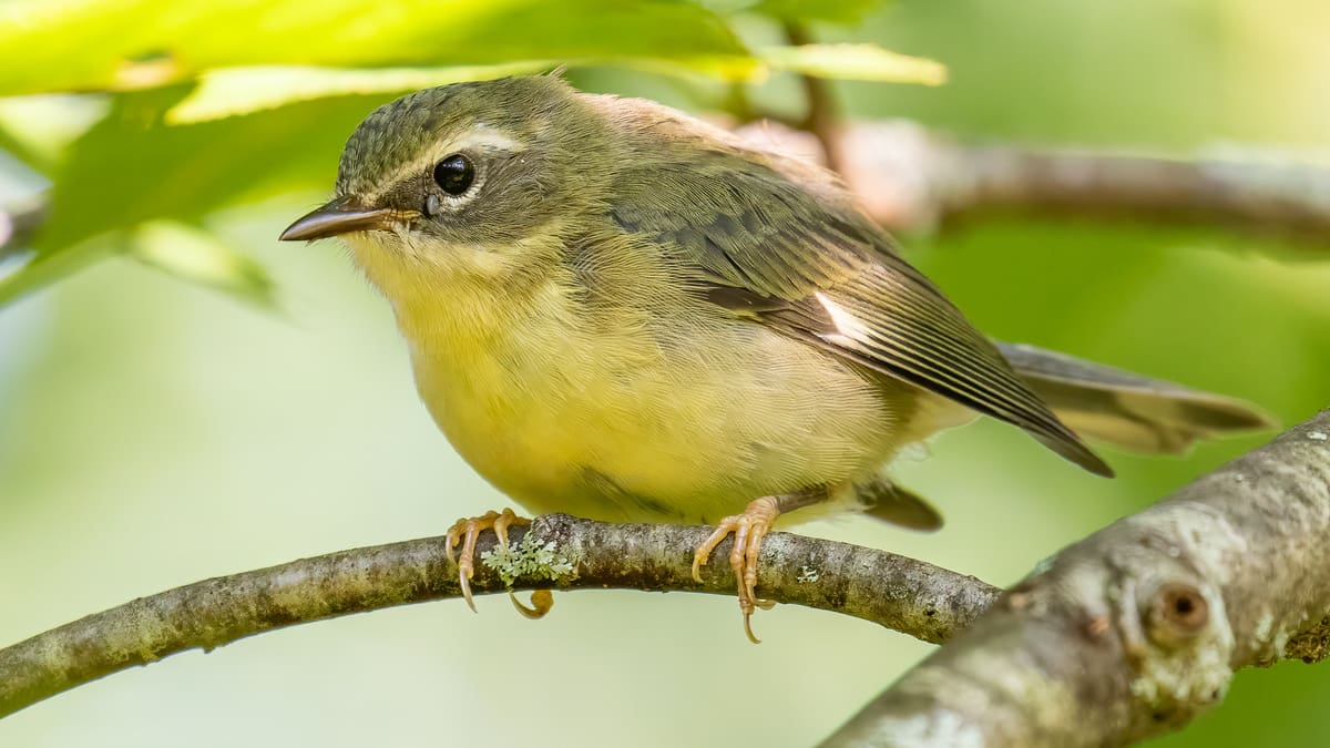 - Connecticut Ornithological Association | COA