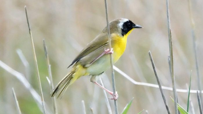 Summer Bird Counts Announced - Connecticut Ornithological Association | COA