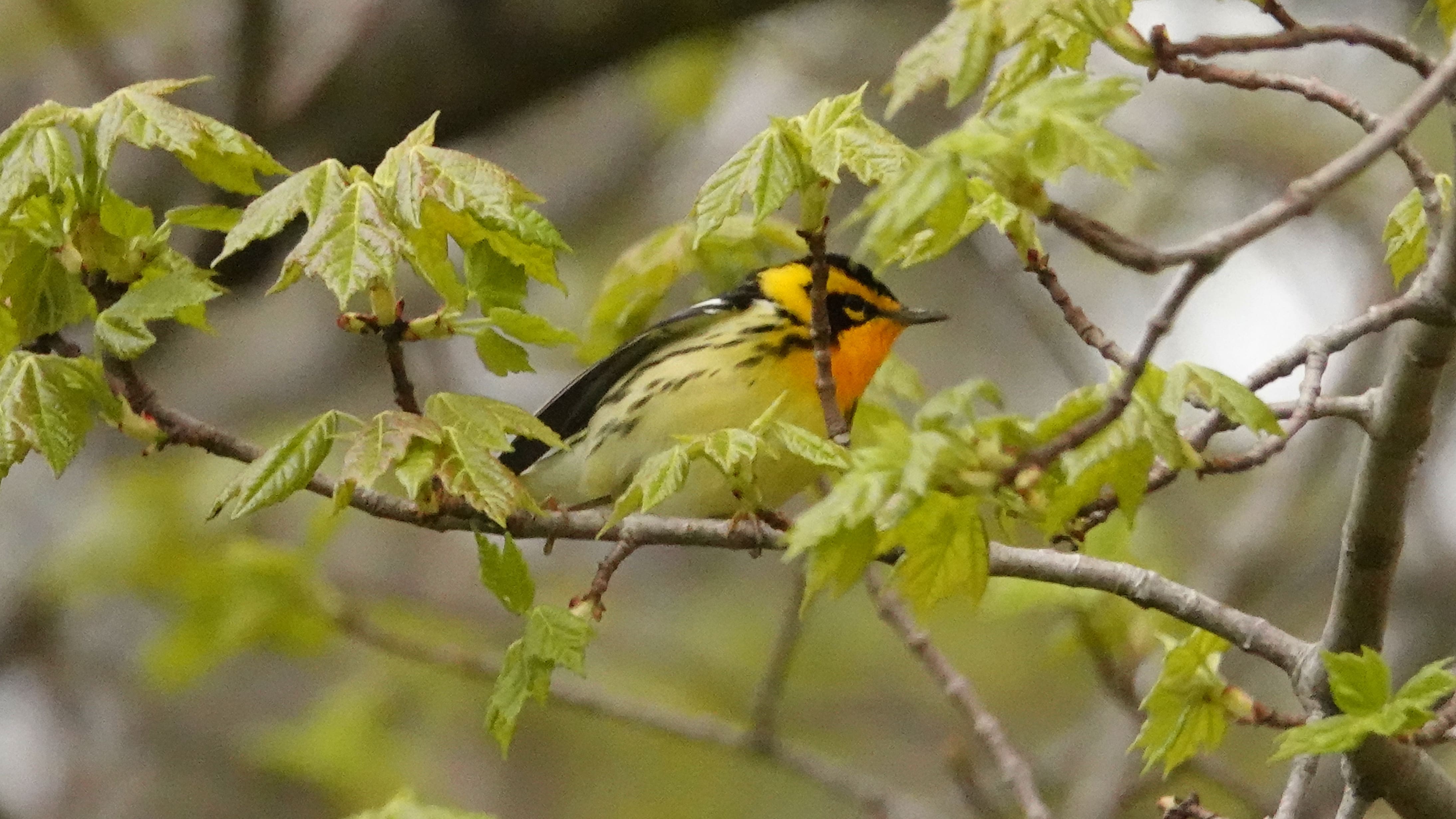 - Connecticut Ornithological Association | COA