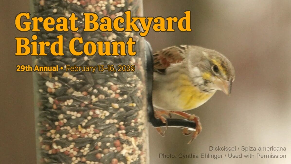 2026 Great Backyard Bird Count - Connecticut Ornithological Association ...