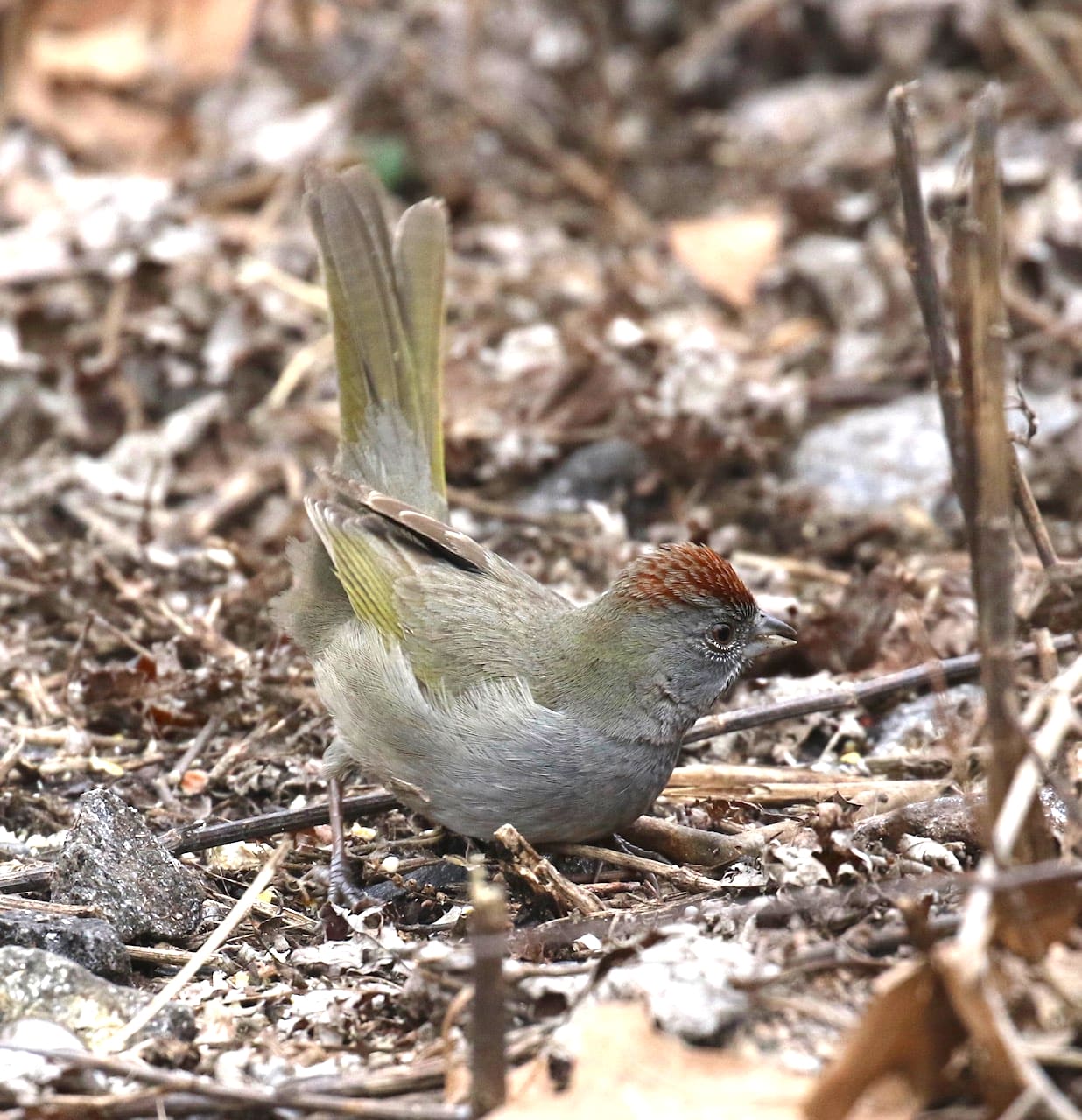 Bird Of The Month: January 2023 - Connecticut Ornithological ...