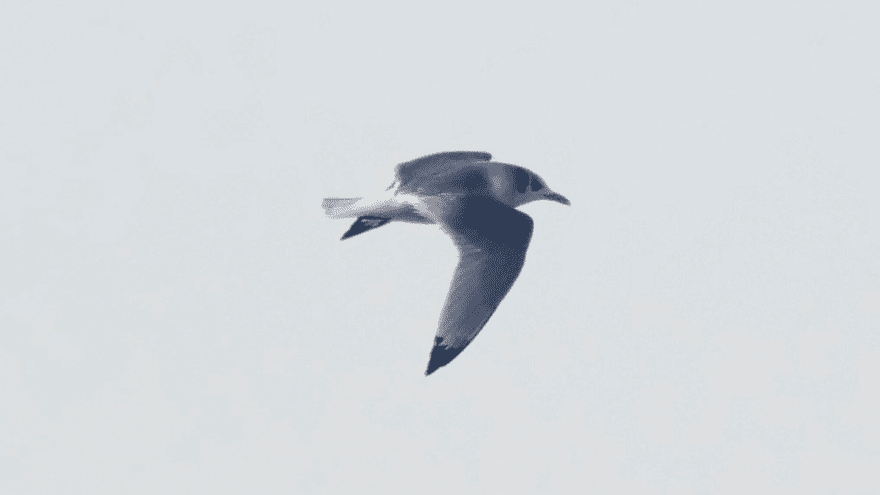 Bird Of The Month: December 2022 - Connecticut Ornithological ...