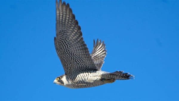 News - Connecticut Ornithological Association | COA