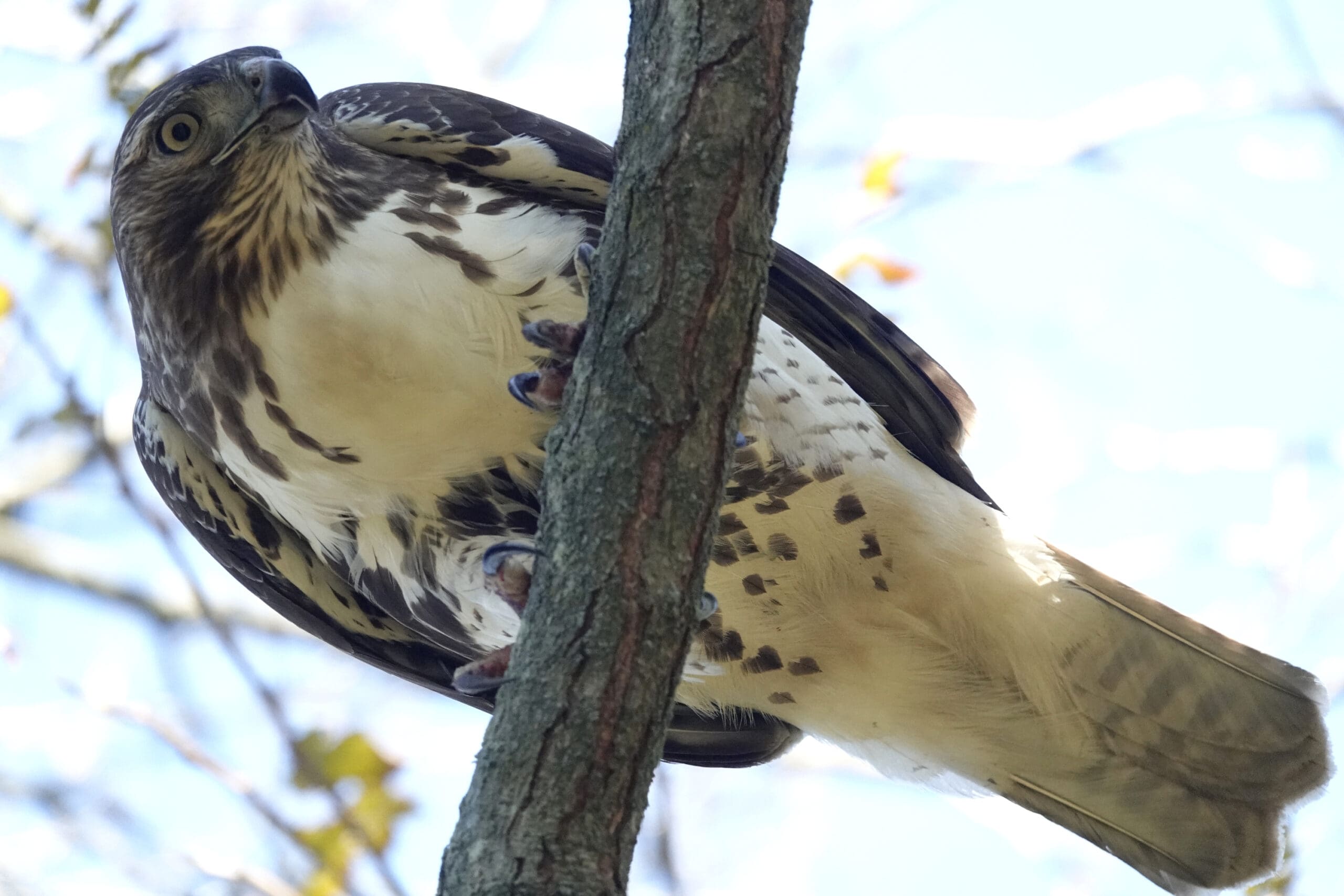 Friends of Greenwich Point: First Sunday Bird Walk at Greenwich Point ...